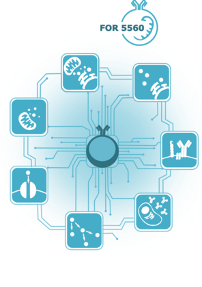 Home - FOR5560 - DFG Research Group
